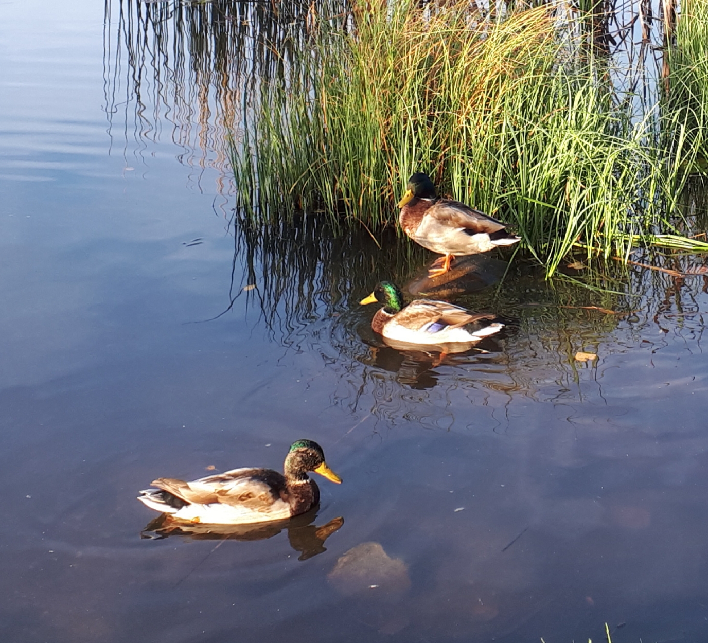 Linnud | Looduspärimuse antoloogia